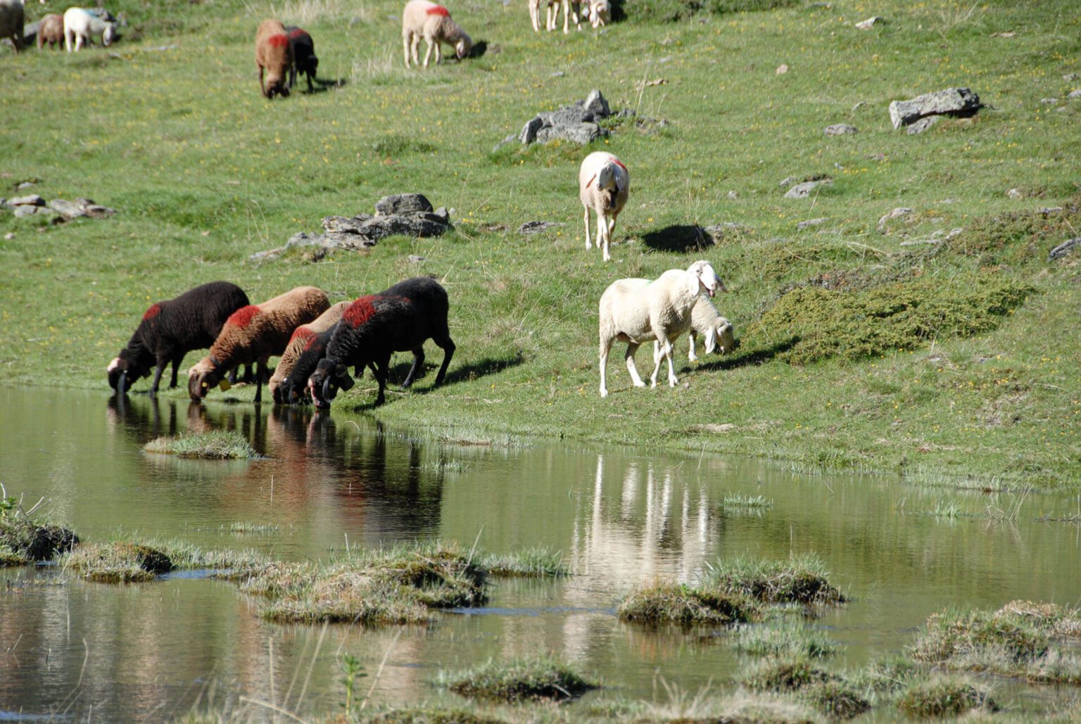 The story from the beginning to today – Transhumance