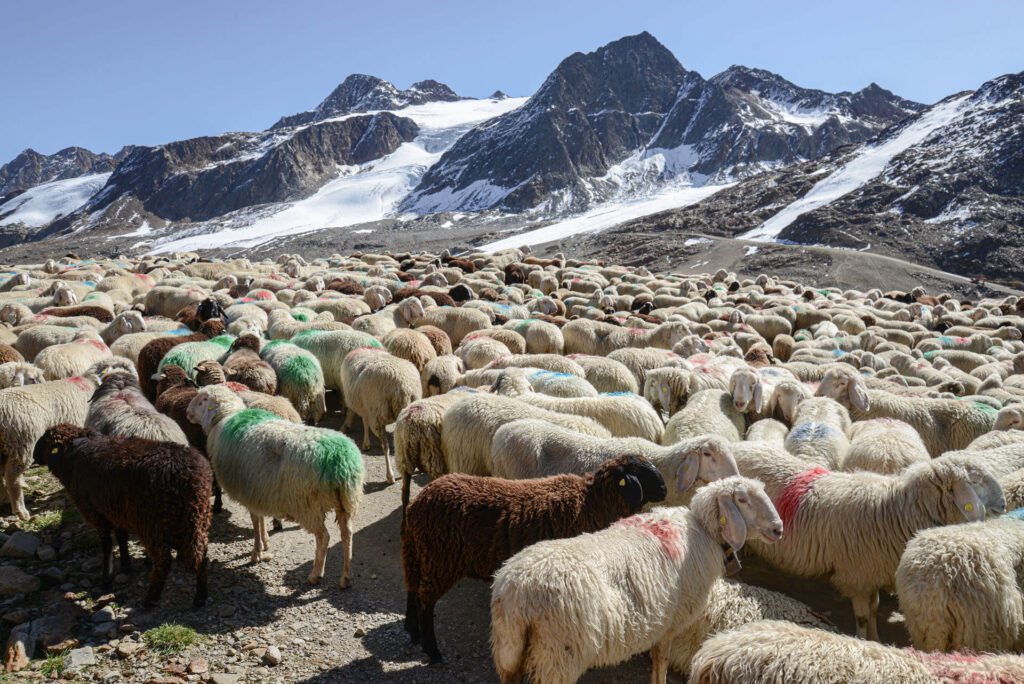 The story from the beginning to today – Transhumance