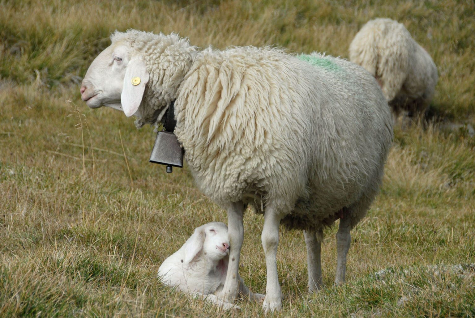 The story from the beginning to today – Transhumance