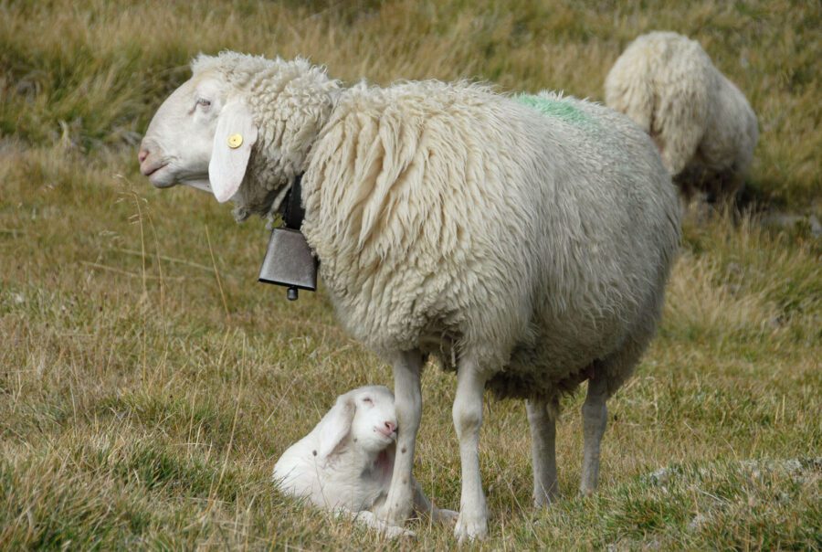 The story from the beginning to today – Transhumance