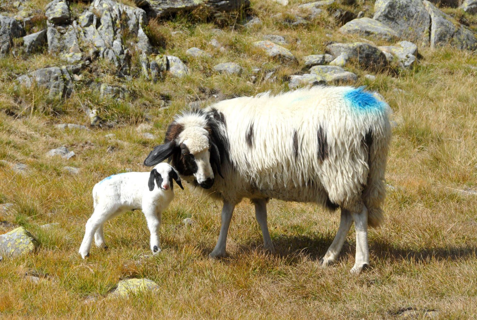 The story from the beginning to today – Transhumance