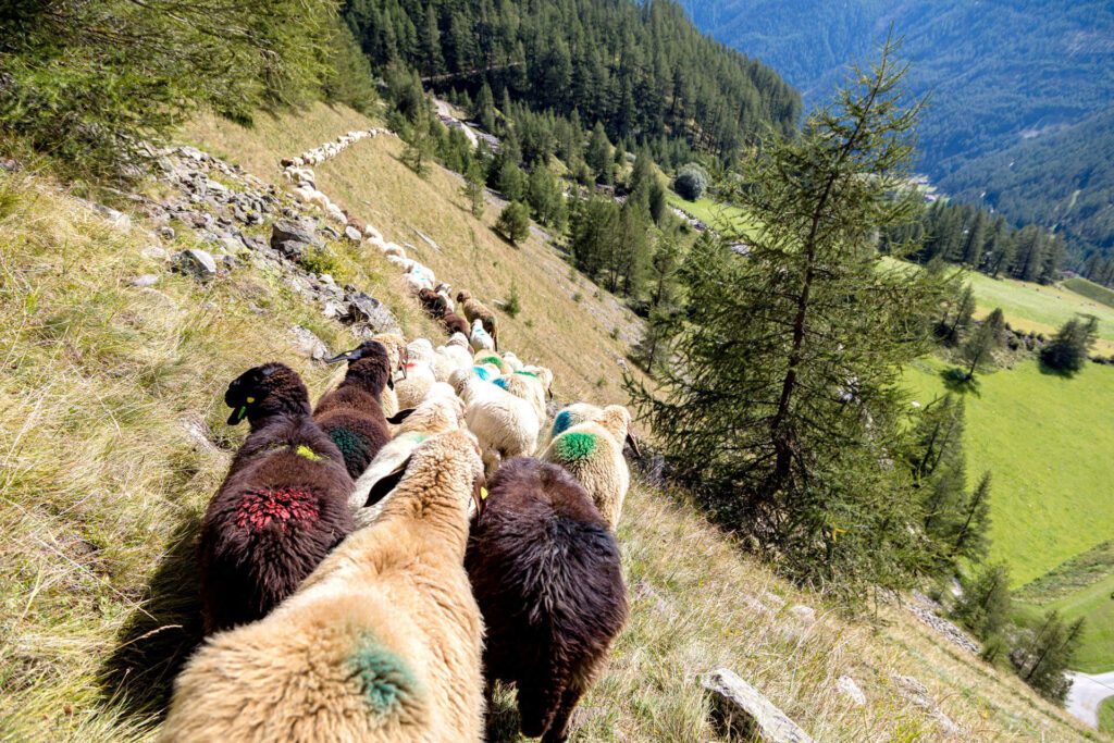 The story from the beginning to today – Transhumance