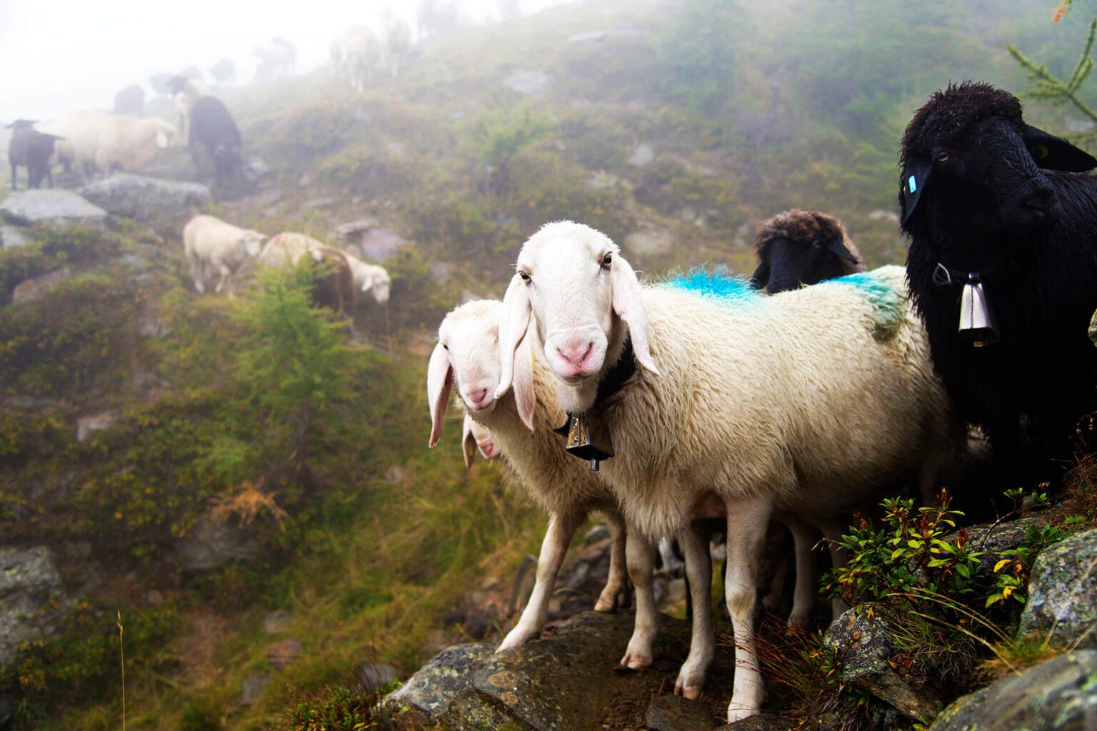 Transhumance – the path of the sheep from Schnalstal to Ötztal